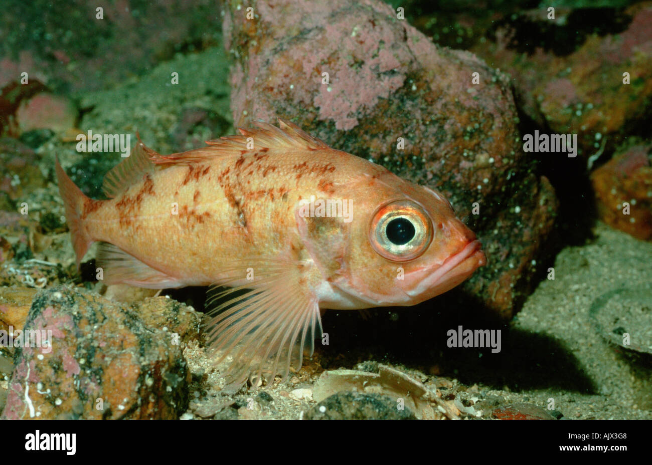 Haddock underwater hi-res stock photography and images - Alamy