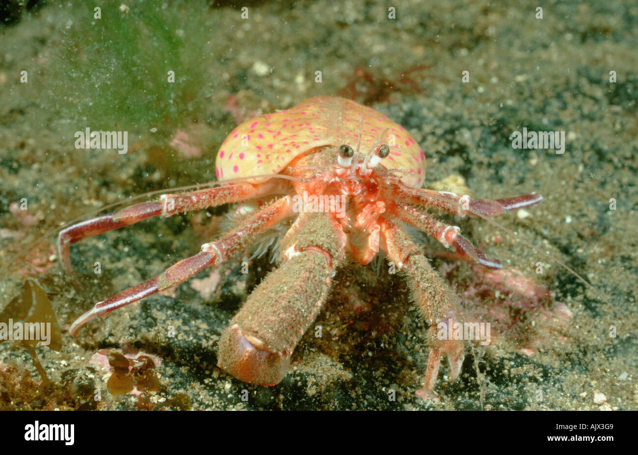 Pagurus prideaux hi-res stock photography and images - Alamy