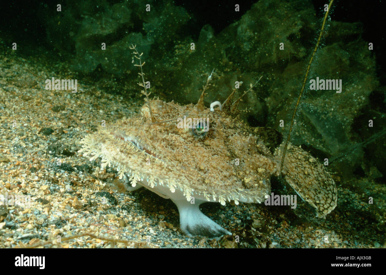 Atlantic angler fish monkfish hi-res stock photography and images - Alamy