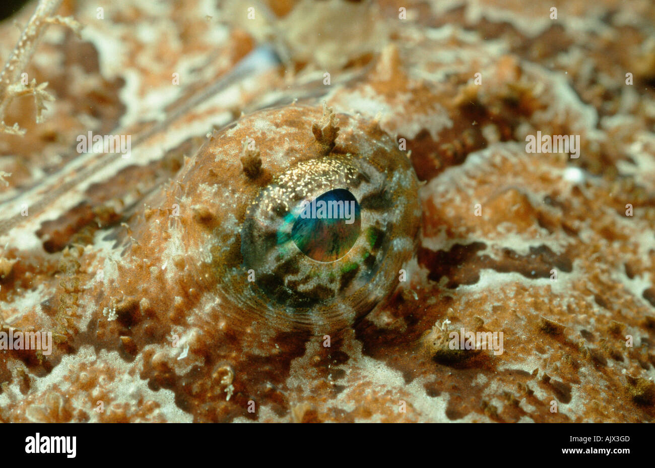 Monkfish detail hi-res stock photography and images - Alamy