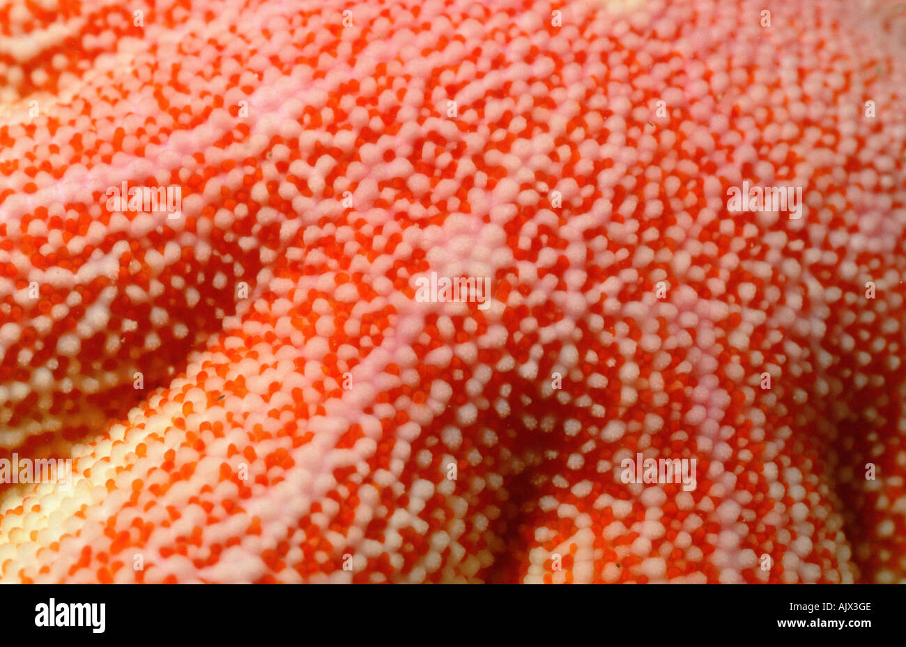 Blood Star / Northern Henricia Stock Photo - Alamy