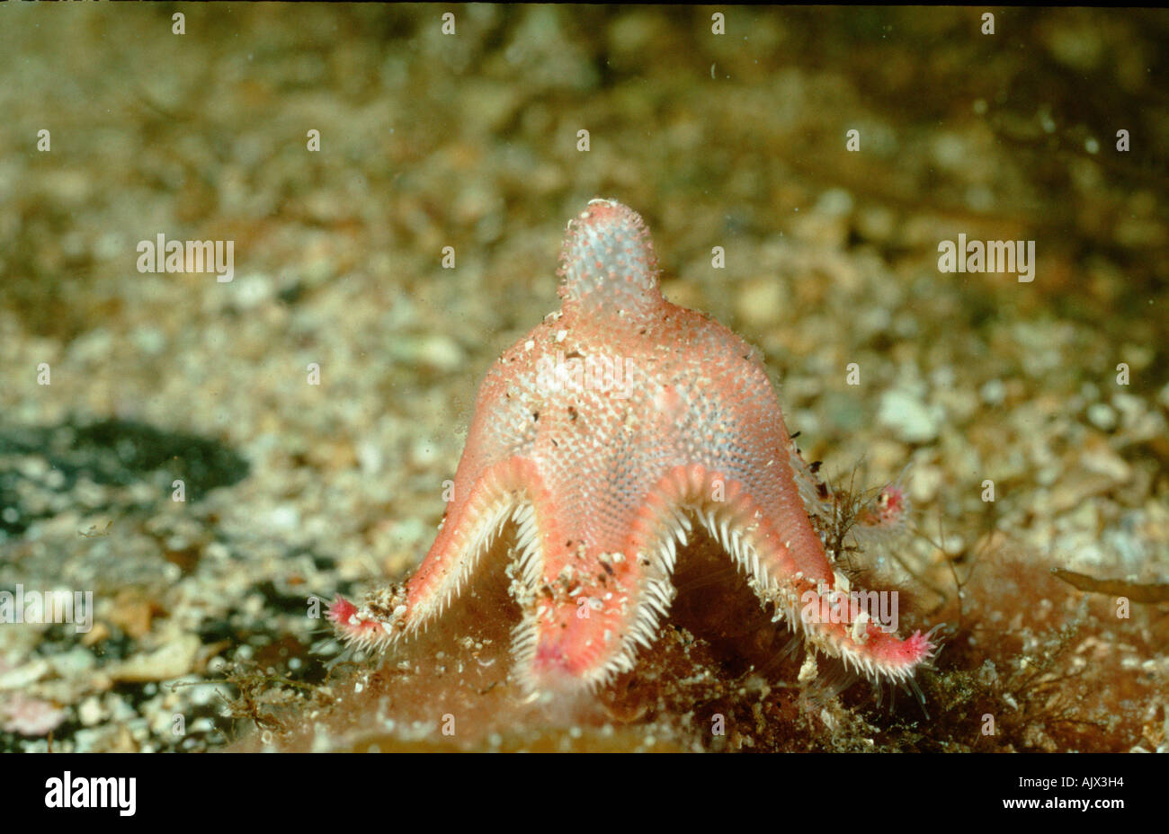 Astropecten irregularis hi-res stock photography and images - Alamy