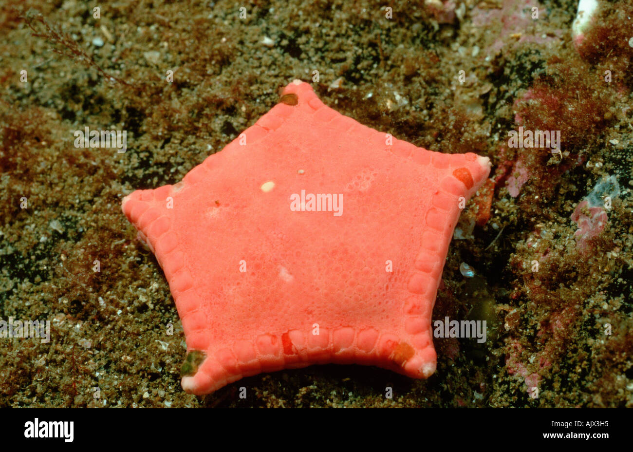 Ceramaster granularis hi-res stock photography and images - Alamy