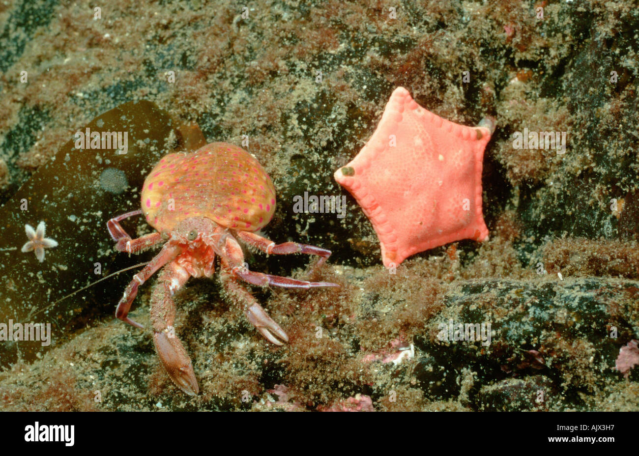 Ceramaster granularis hi-res stock photography and images - Alamy