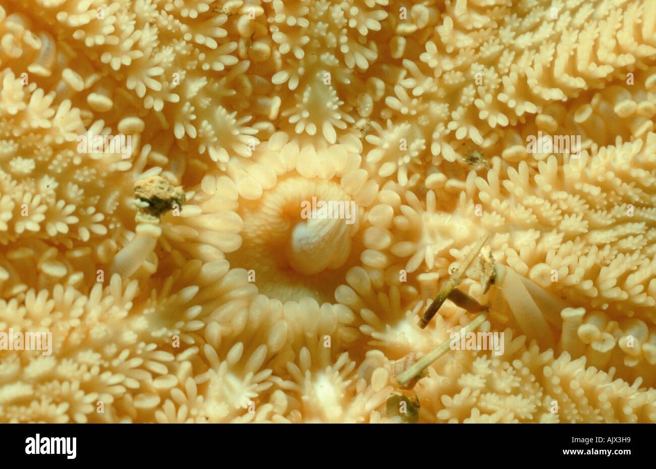 Starfish mouth detail hi-res stock photography and images - Alamy