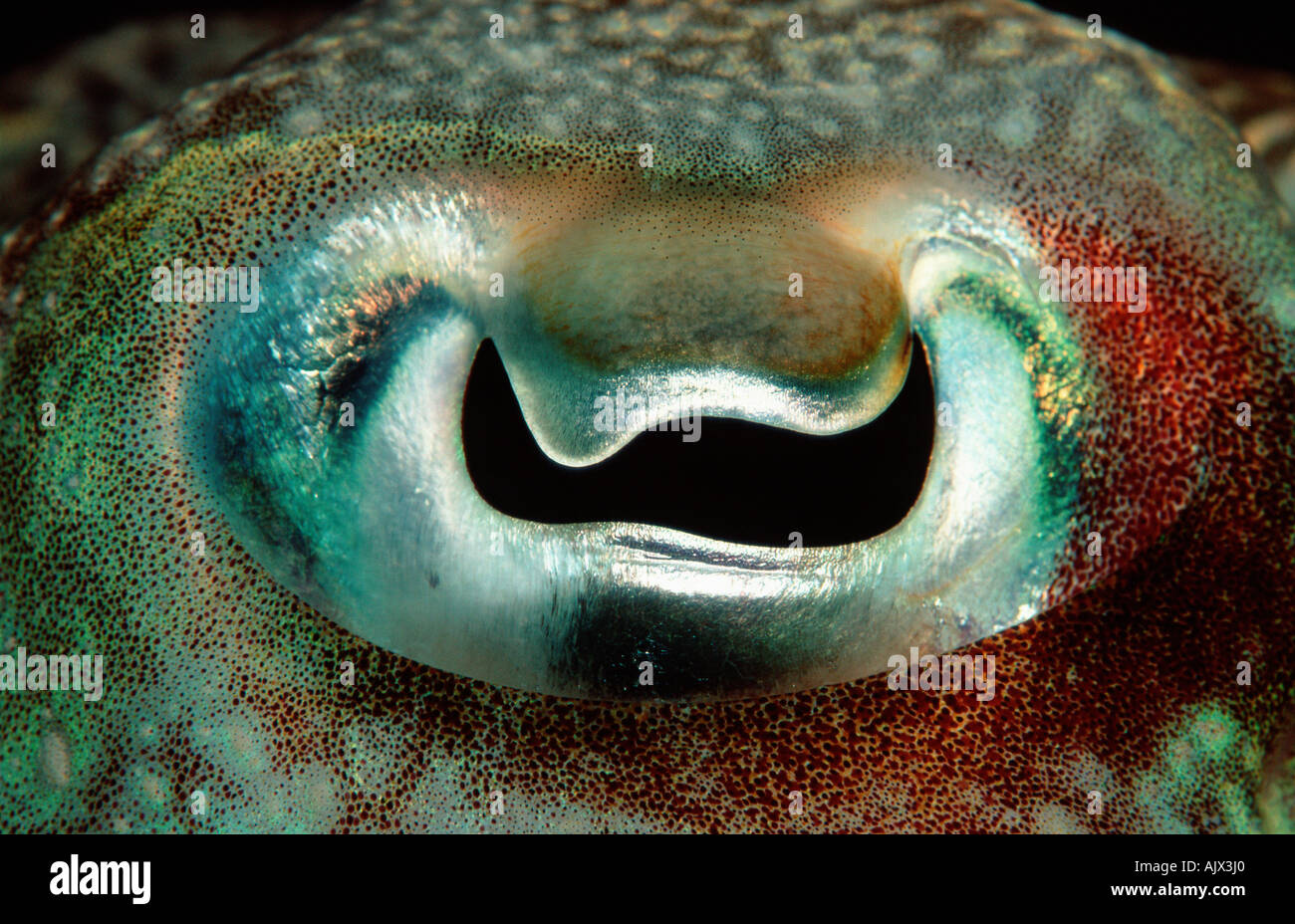 Cuttlefish eyes hi-res stock photography and images - Alamy