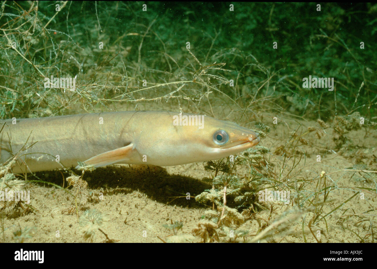 The european eel hi-res stock photography and images - Alamy