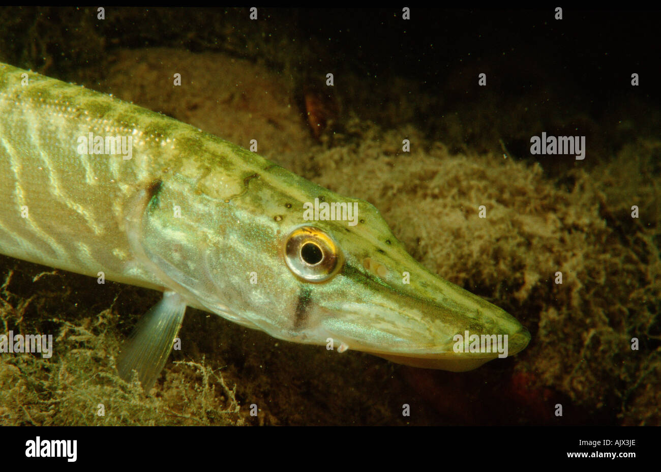 Gedde hi-res stock photography and images - Alamy