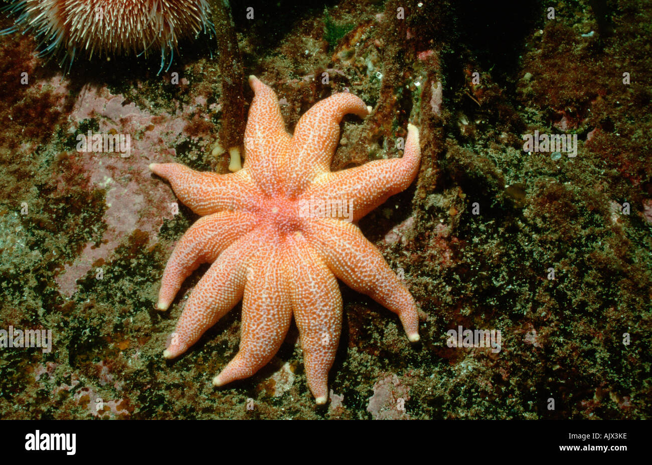 Smooth sunstar hi-res stock photography and images - Alamy