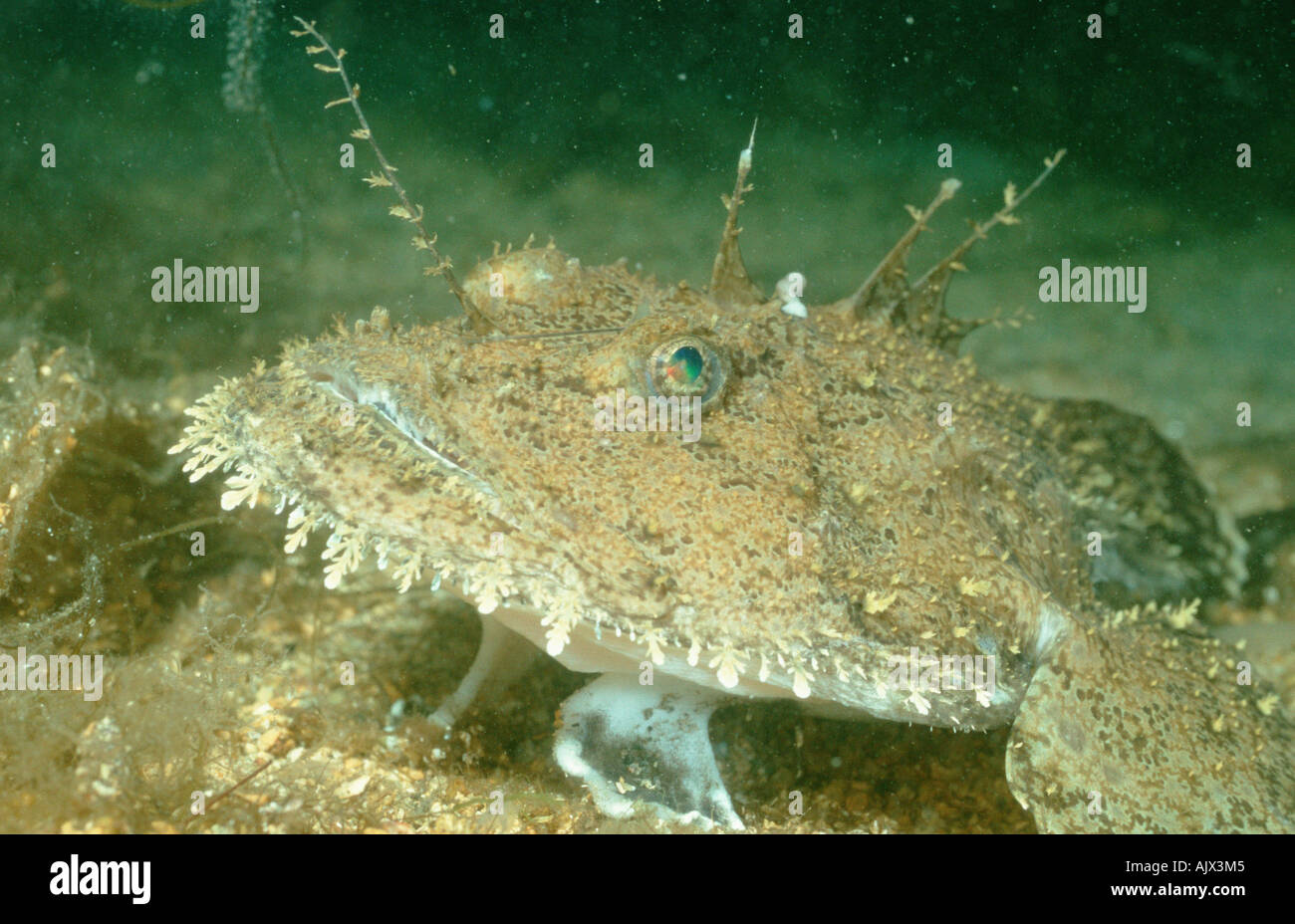 Atlantic Angler Fish / Monkfish Stock Photo - Alamy
