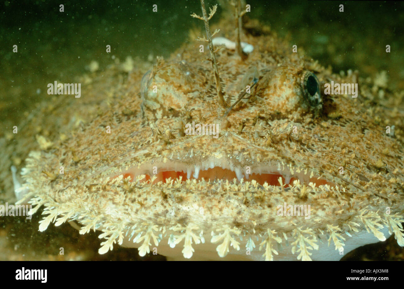 Atlantic angler fish monkfish hi-res stock photography and images - Alamy