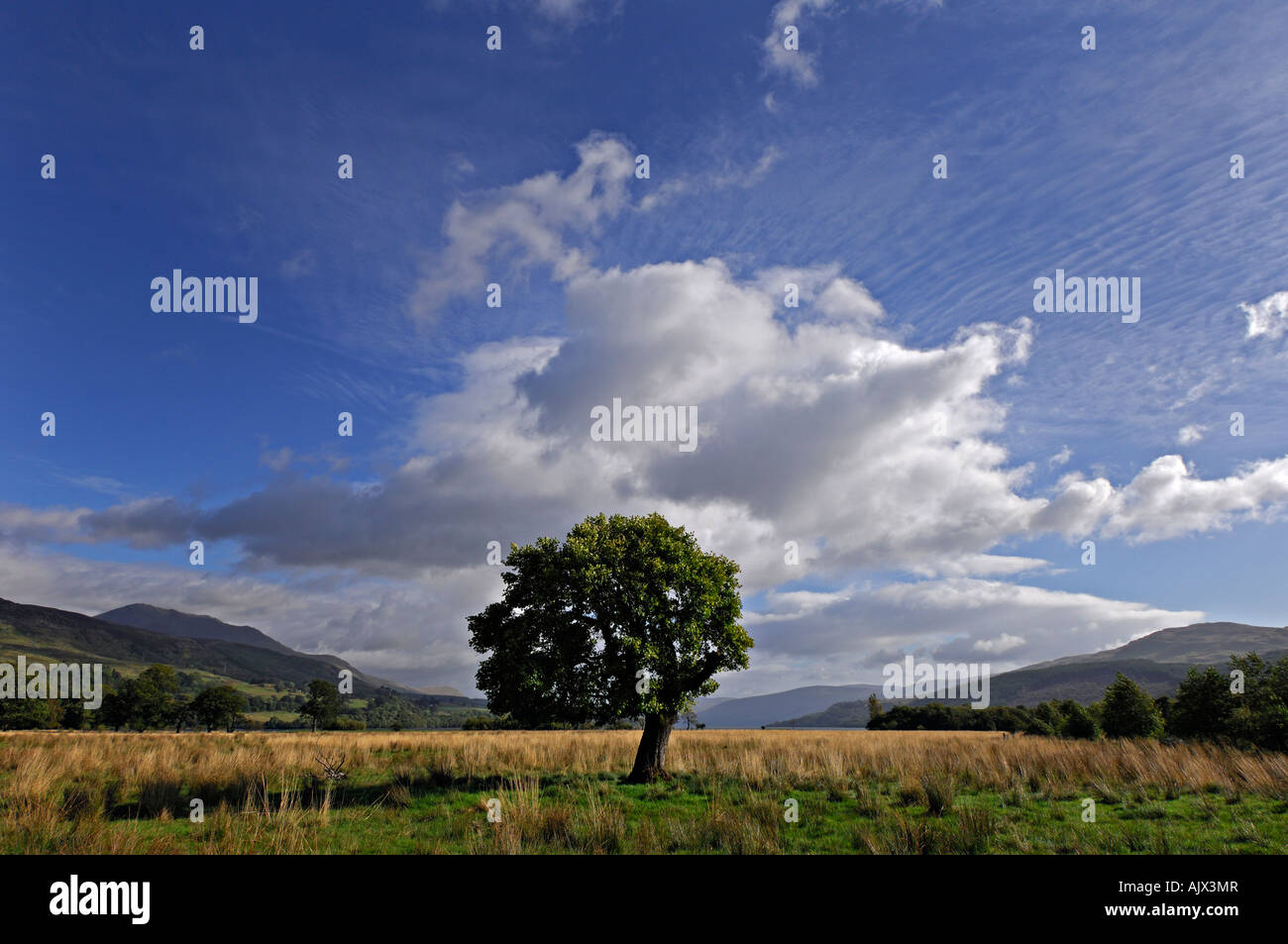 Lone Single Pasture High Resolution Stock Photography and Images - Alamy