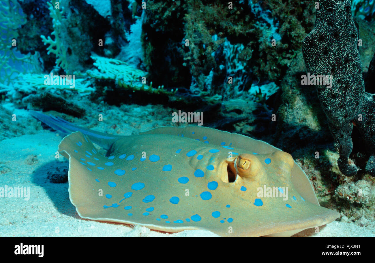 Blue Spotted Sting Ray Stock Photo - Alamy
