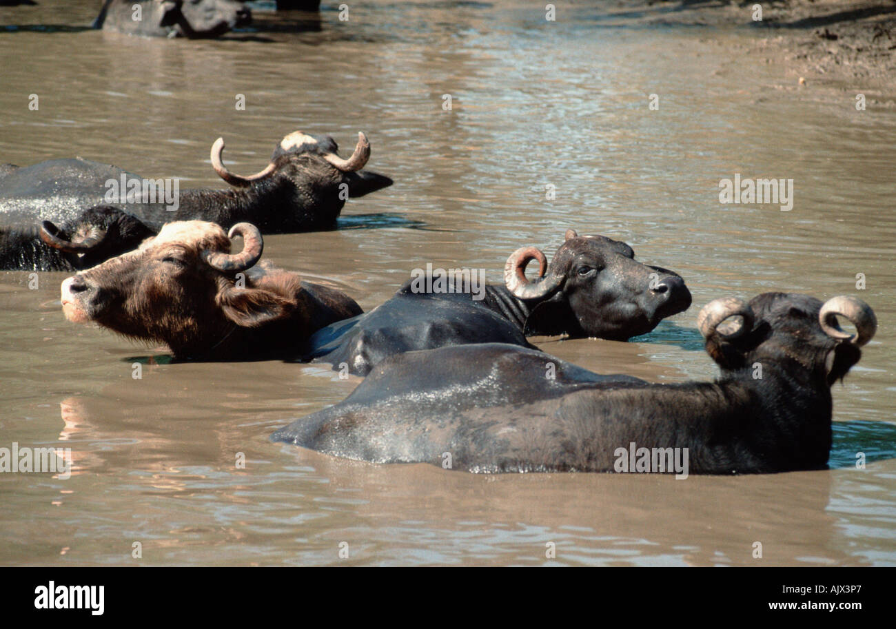 Asian Water Buffalo Stock Photo - Alamy