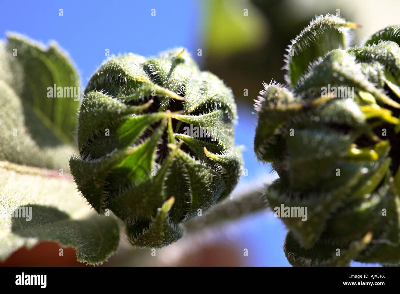 Closed flower of a Brown eyed Susan in scenic Saskatchewan Stock Photo ...