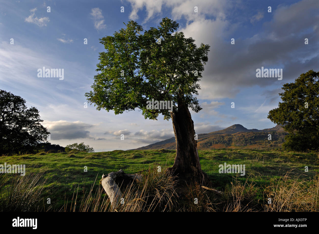 Stunted oak tree in open landscape near Loch Tay with trees and distant ...