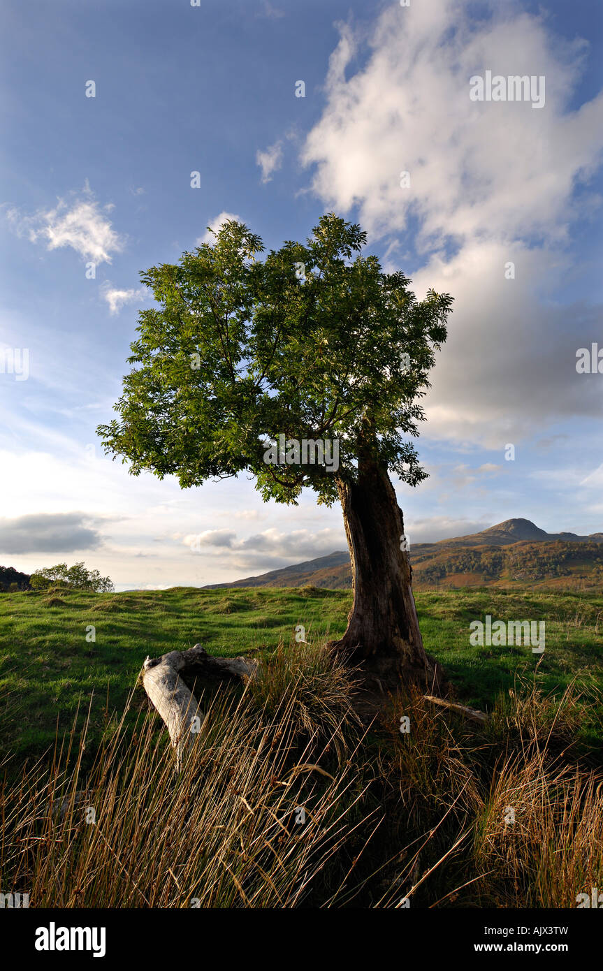 Oak tree summer scotland hi-res stock photography and images - Alamy