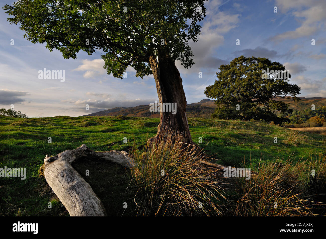 Stunted oak tree in open landscape near Loch Tay with trees and distant ...