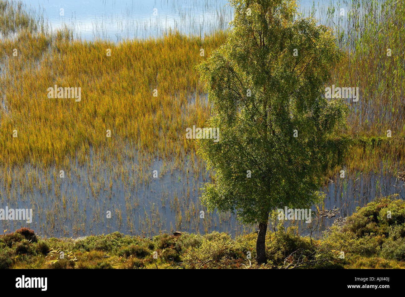 Birch tree in early autumn seen against yellow green rushes and a ...