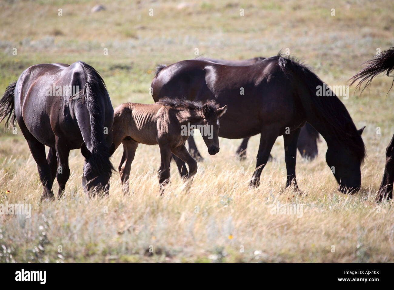 Mares and foals in a Saskatchewan pasture Stock Photo - Alamy