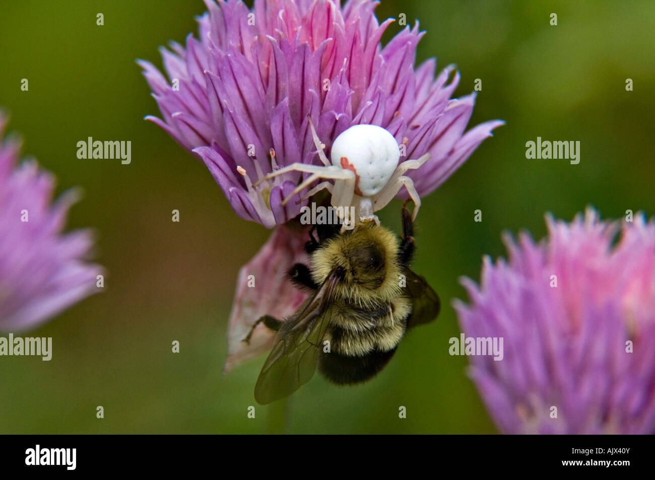 Goldenrod crab spider Misumenta vatia Feeding on captured bumblebee ...