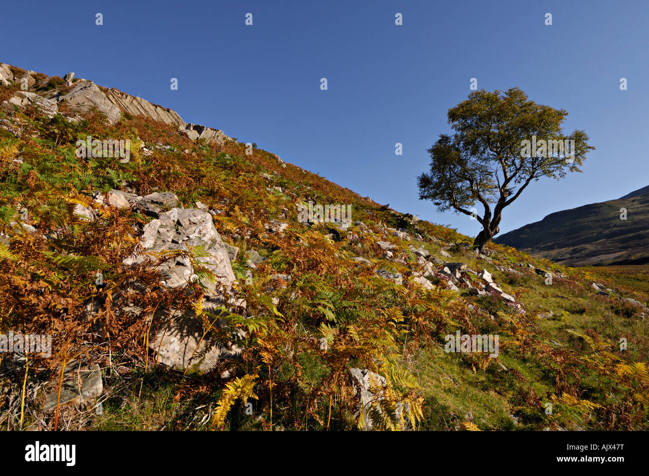 Lone birch tree on a rocky hill slope in early autumn outlined against ...