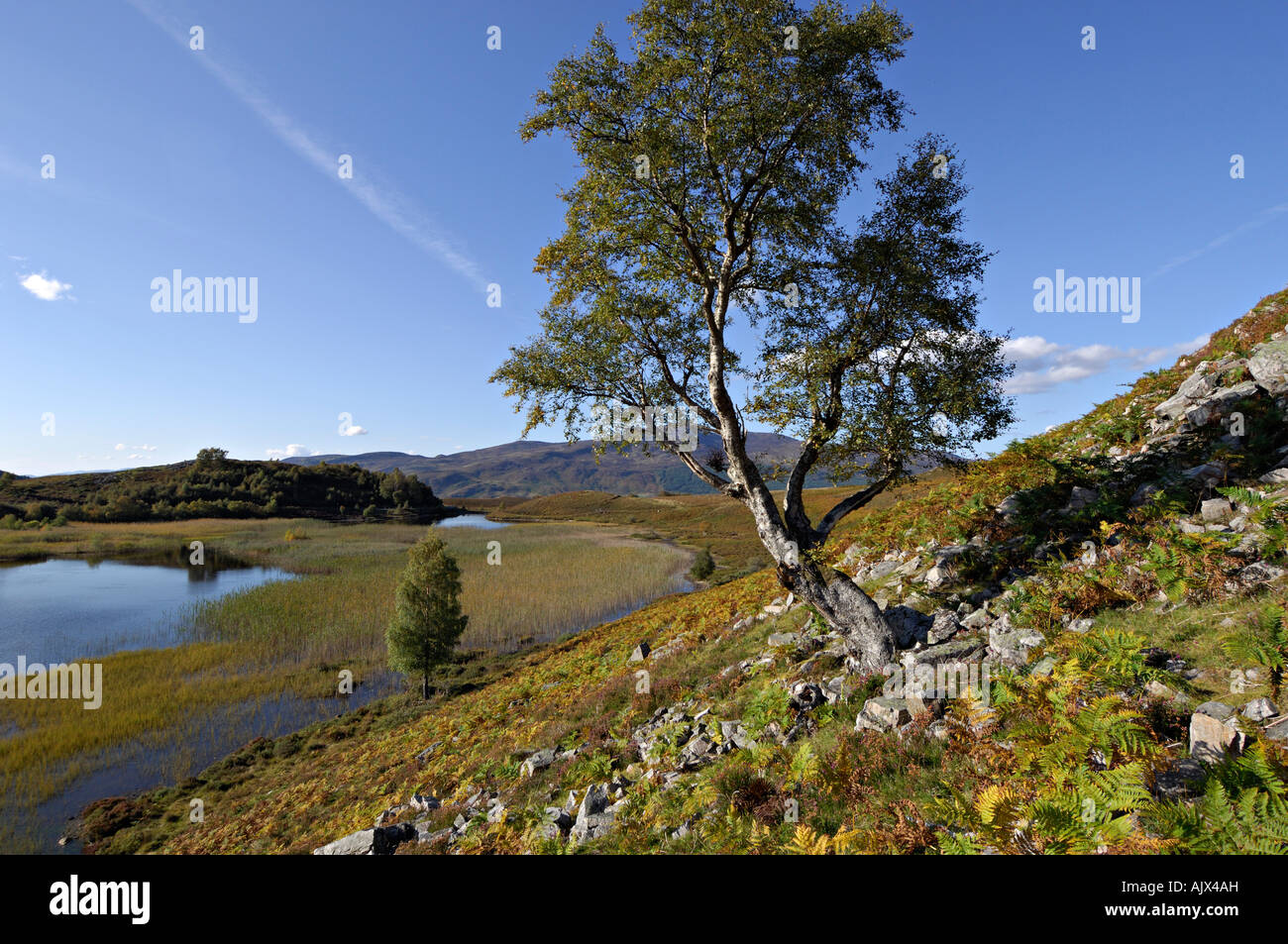 Birch tree in early autumn outlined against a blue sky and landscape of ...