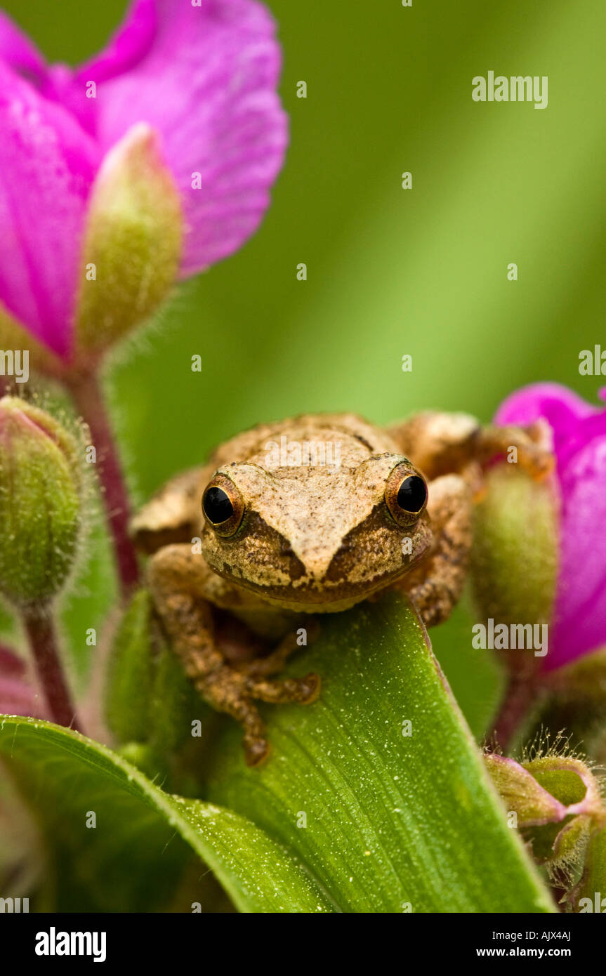 Spring peeper Hyla crucifer sitting on garden Spiderwort flower Ontario ...