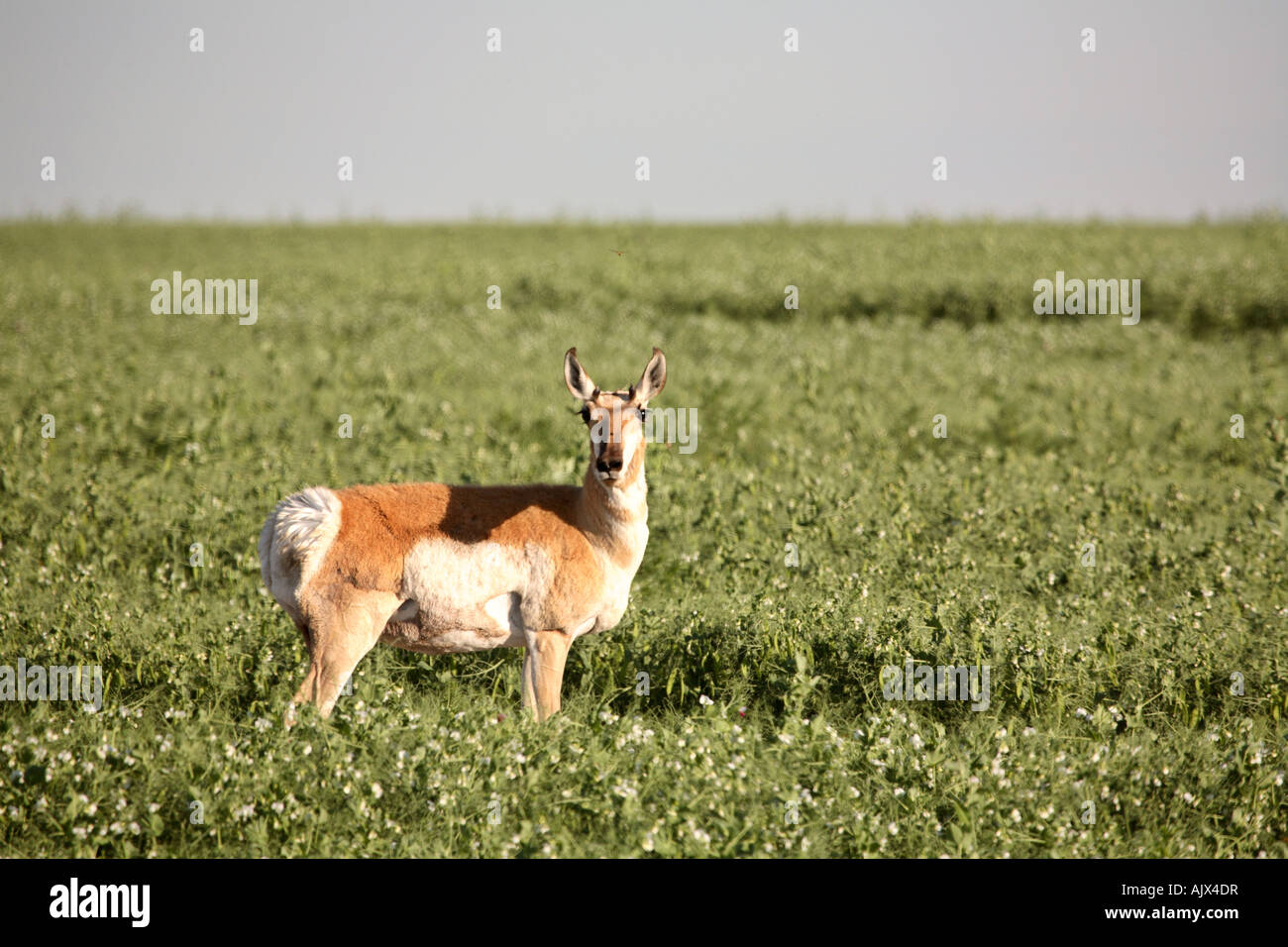 Antelope standing hi-res stock photography and images - Alamy