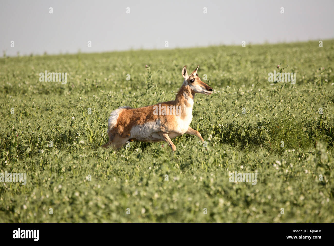 Antelope standing hi-res stock photography and images - Alamy