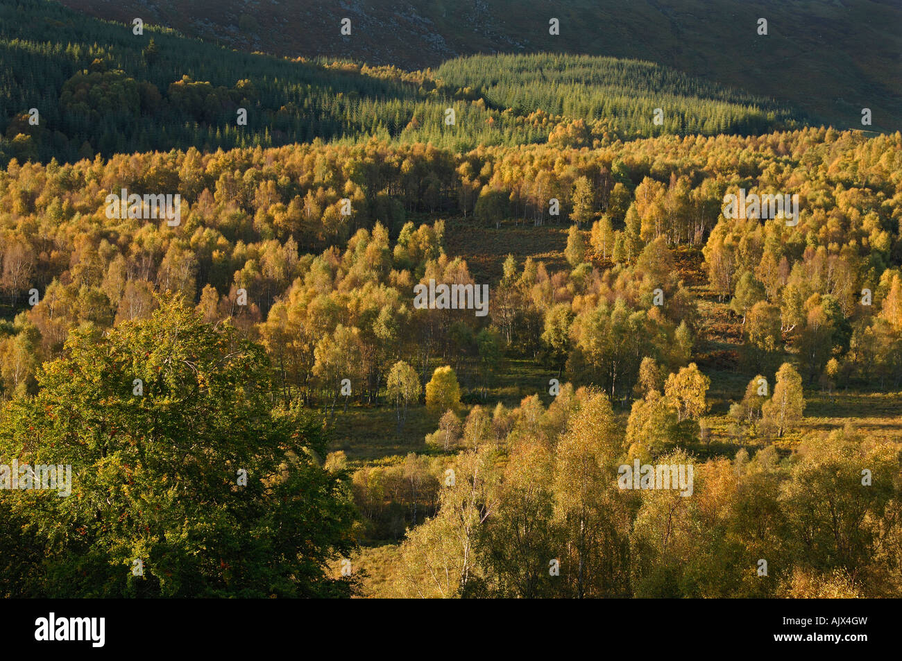 Glen of birch trees in glorious autumn colours and flanked by pine ...