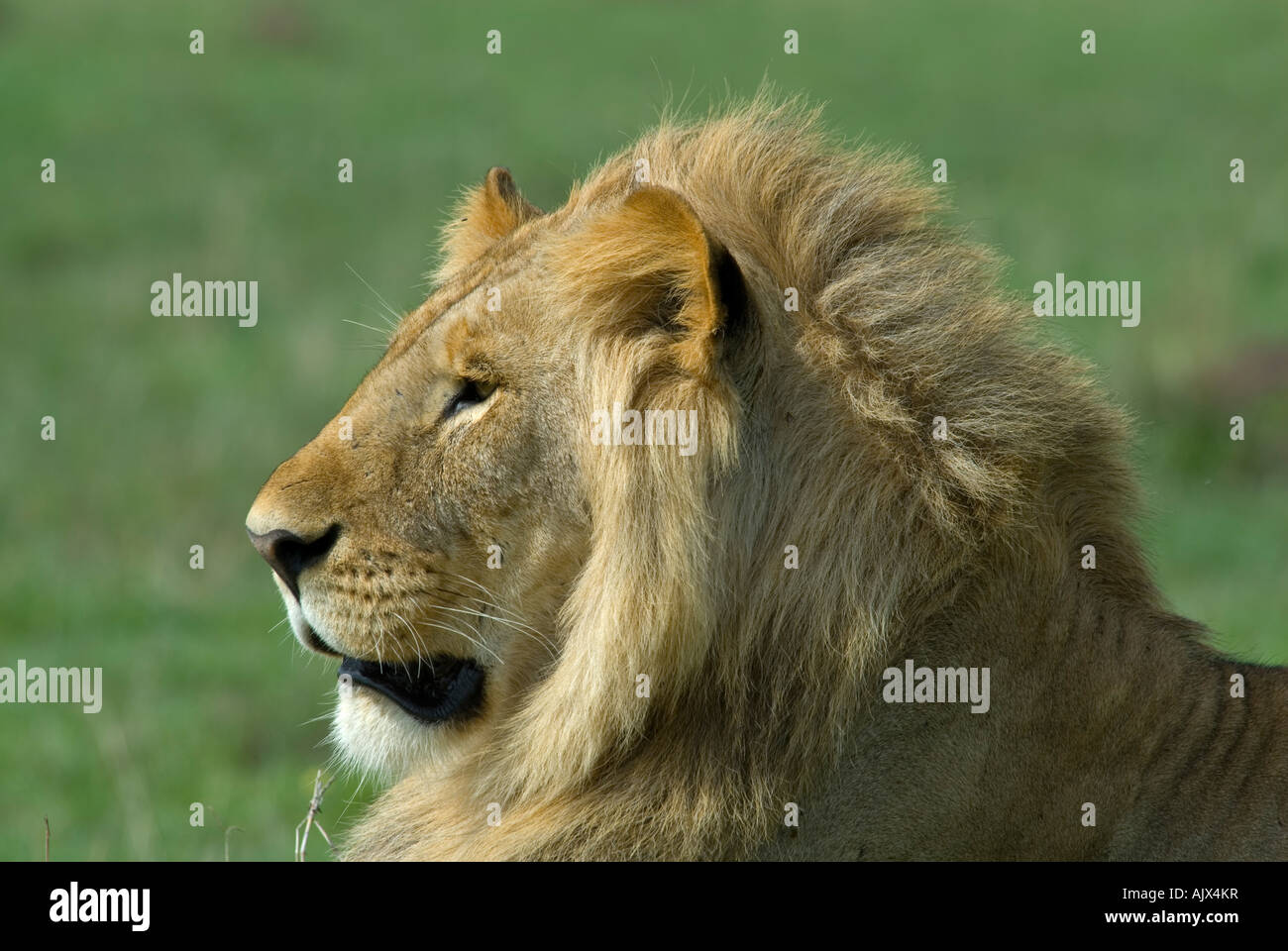 Kenya: Masai Mara Game Reserve (also known as Maasai Mara Game Reserve ...