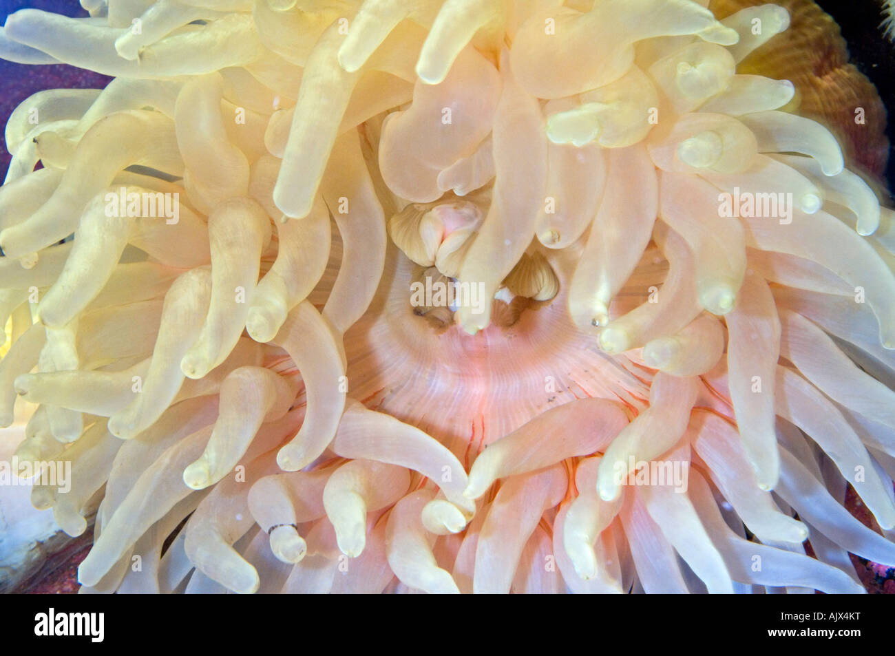 Dahlia anemone Tealia felina Aquarium and marine centre of New ...