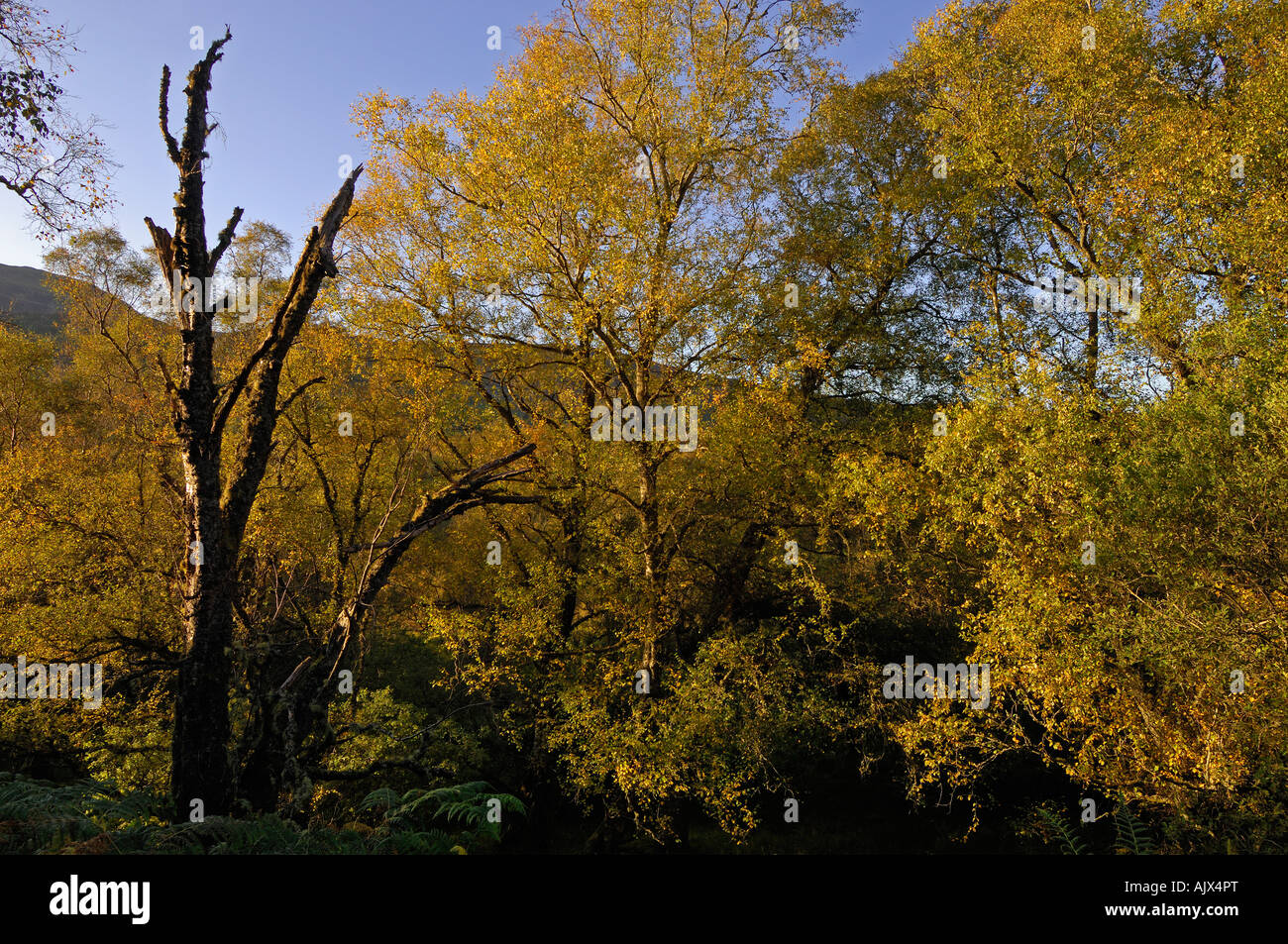 Birch forest in glorious autumn colours with a distant line of hills ...