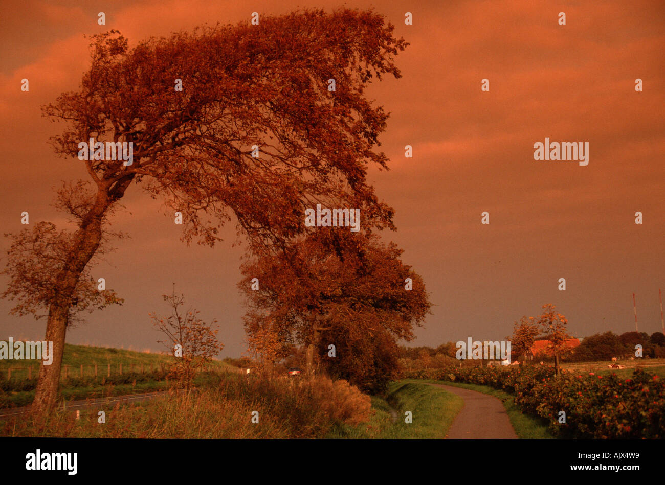 Europa europe laubbaum laubbaeume deciduous trees querformat horizontal ...