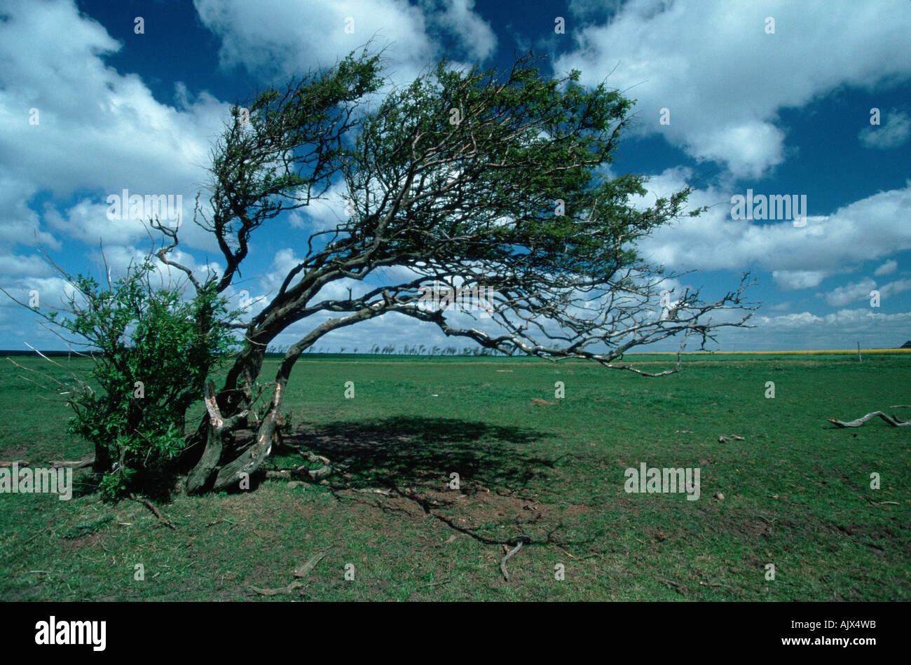 Tree deflected by the wind / Vom Wind gebeugter Baum Stock Photo - Alamy