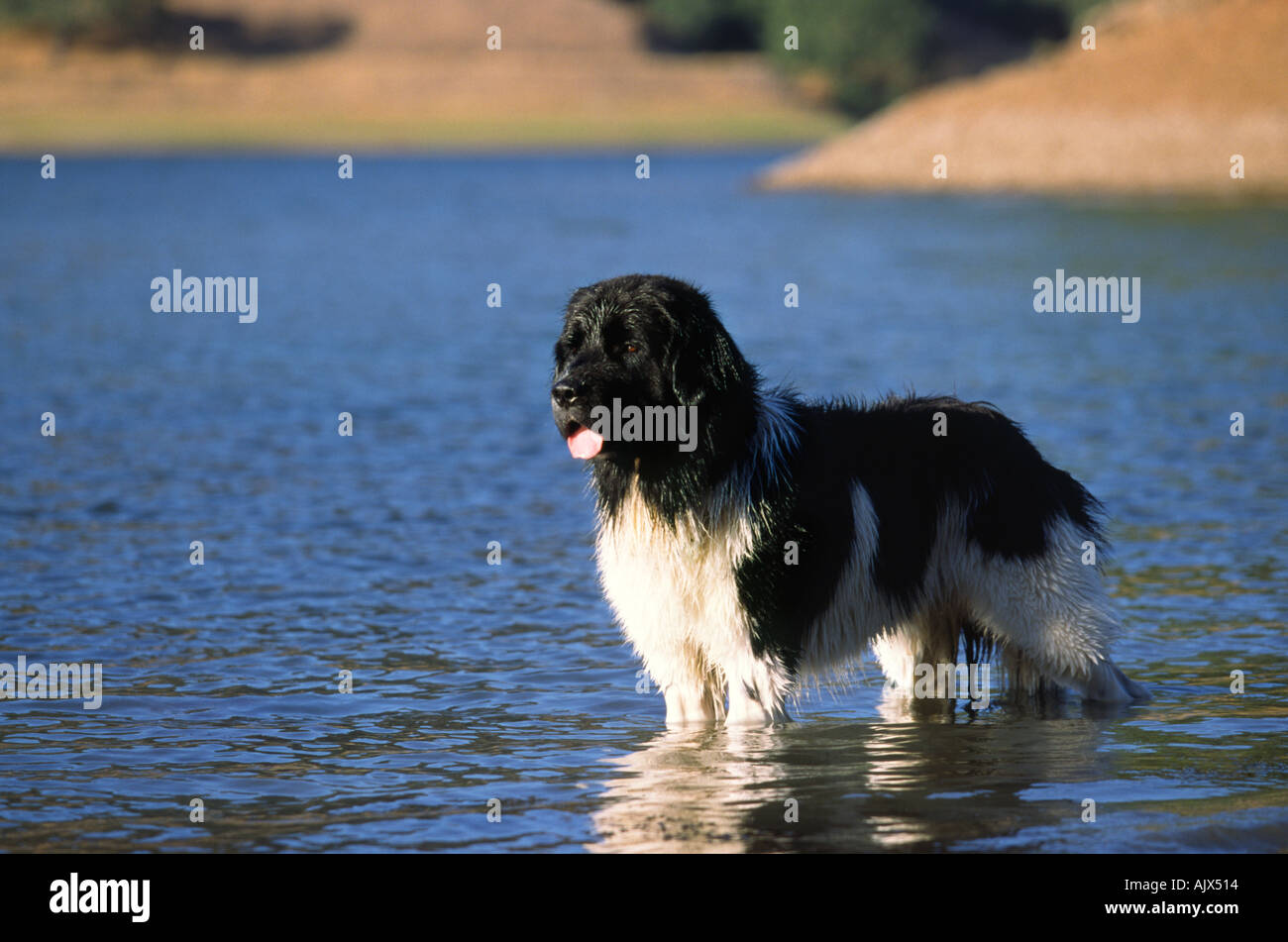 Purebred Newfoundland dog in water Stock Photo - Alamy