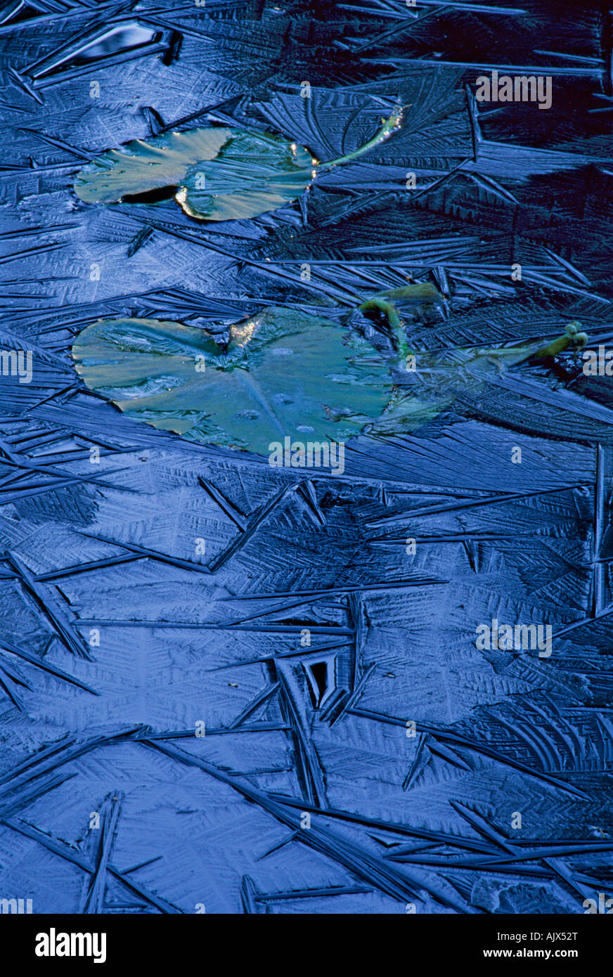 Lily pads in ice Mount Seymour Provincial Park, North Vancouver ...