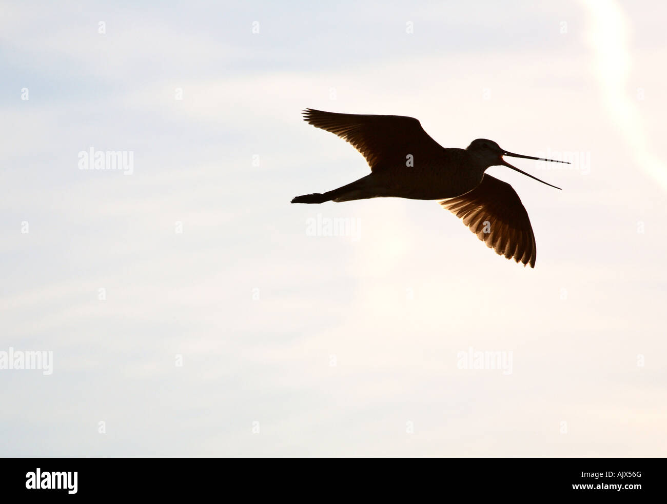 Marbled Godwit in flight Stock Photo - Alamy