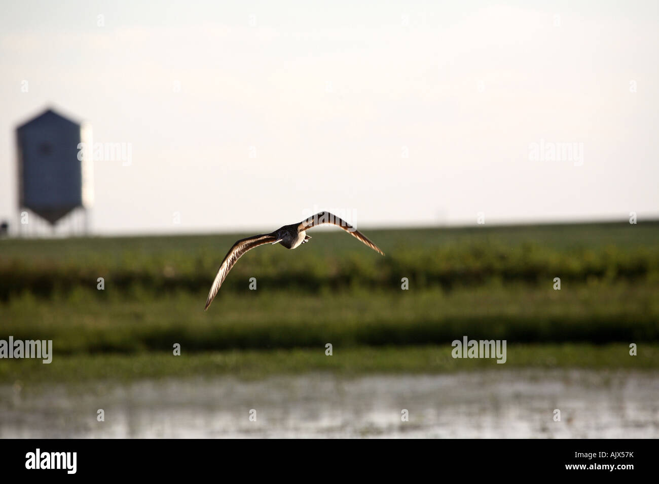 Marbled Godwit in flight Stock Photo - Alamy