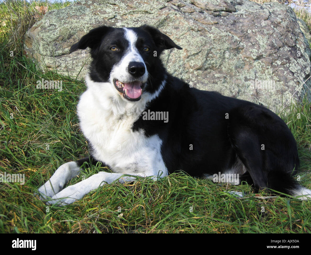 Border Collie resting in grass Stock Photo - Alamy