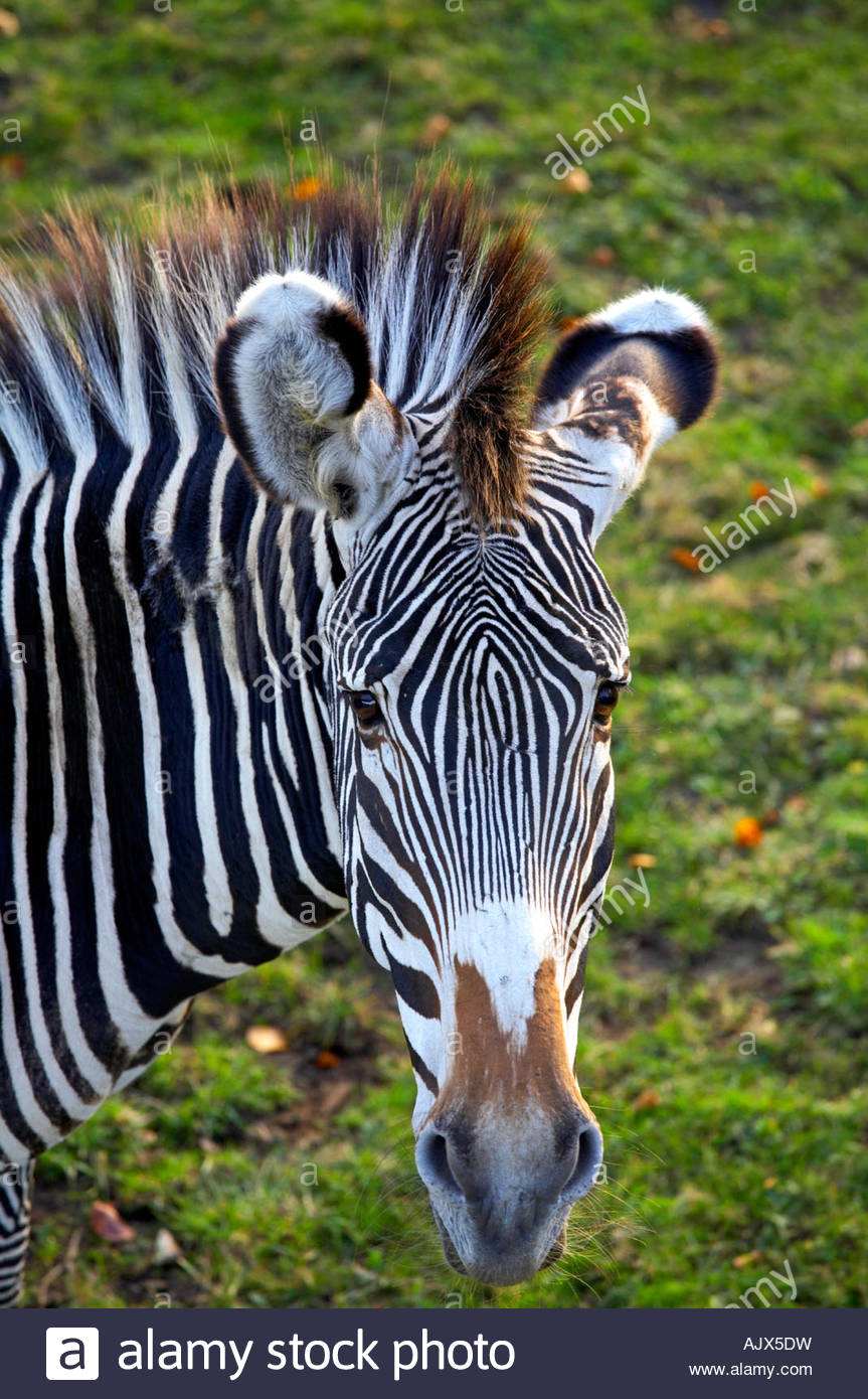 Equus grevyi grevys zebra hi-res stock photography and images - Alamy