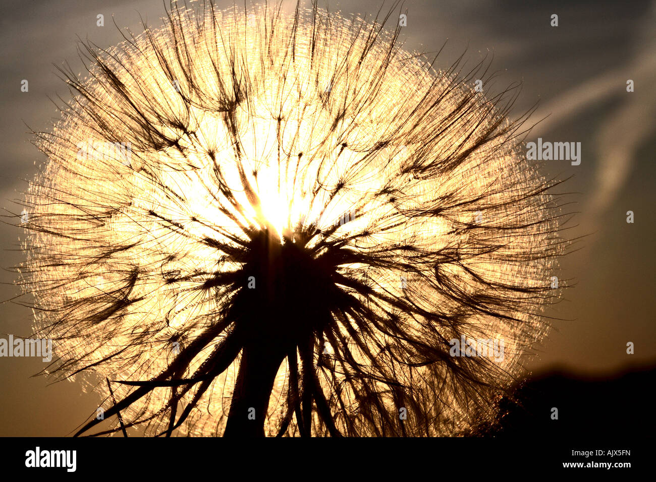 Goatsbeard Seed Pod High Resolution Stock Photography and Images - Alamy