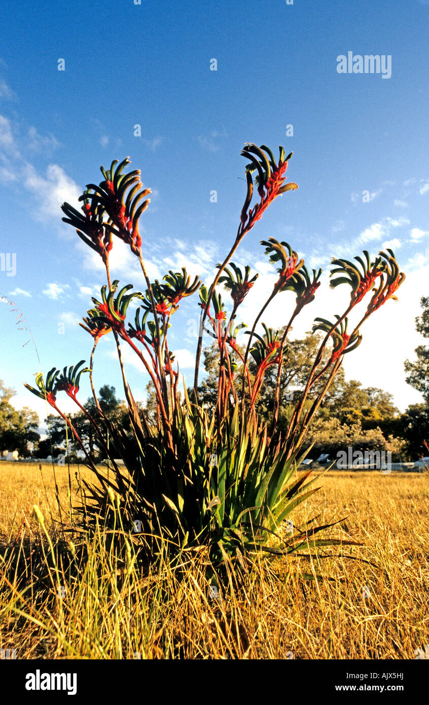 State floral emblem hi-res stock photography and images - Alamy