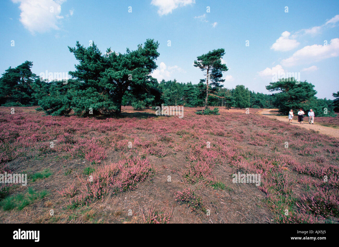 Luneburg Heath / Lueneburger Heide Stock Photo - Alamy