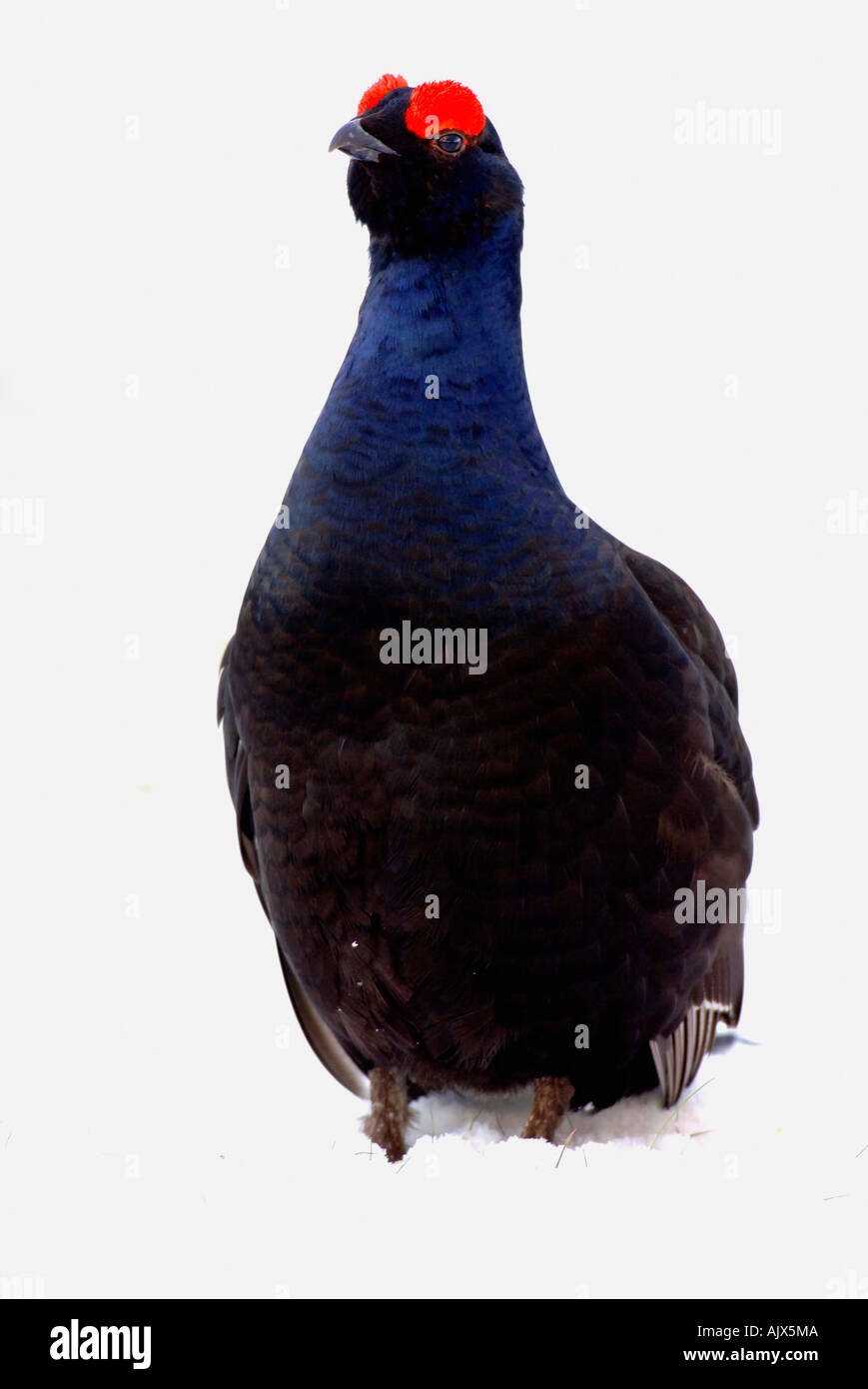 black grouse tetrao tetrix highlands scotland Stock Photo - Alamy