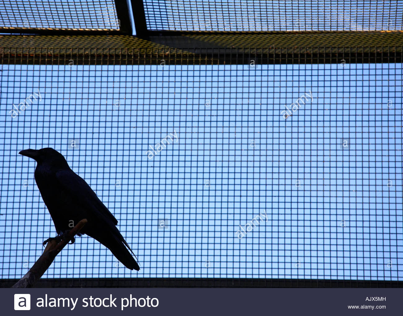 Caged raven hi-res stock photography and images - Alamy