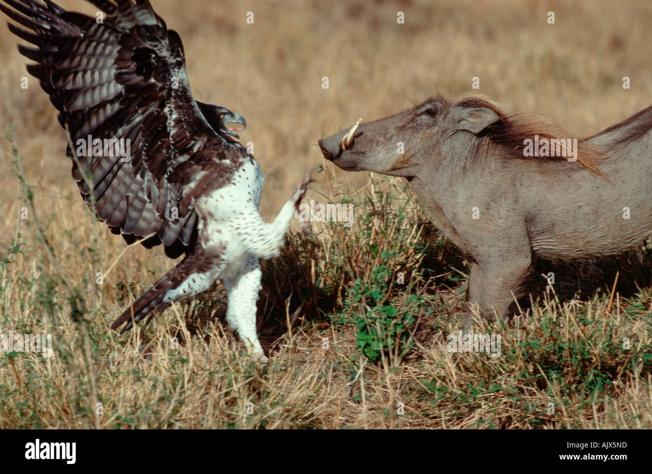 Martial Eagle and Desert Wart Hog Stock Photo - Alamy
