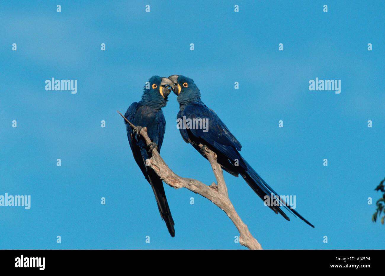 Hyazintharas hi-res stock photography and images - Alamy