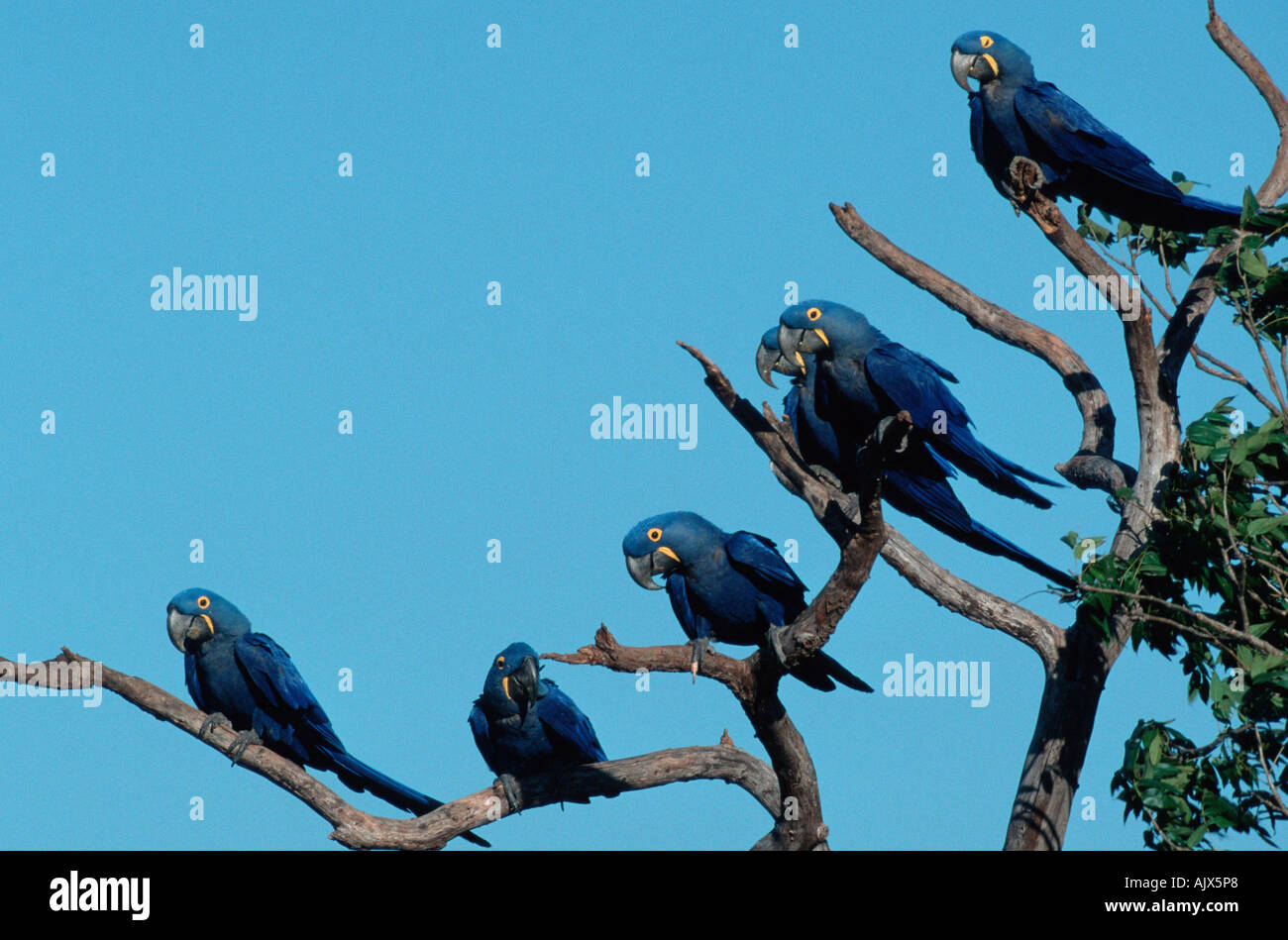 Hyazintharas hi-res stock photography and images - Alamy